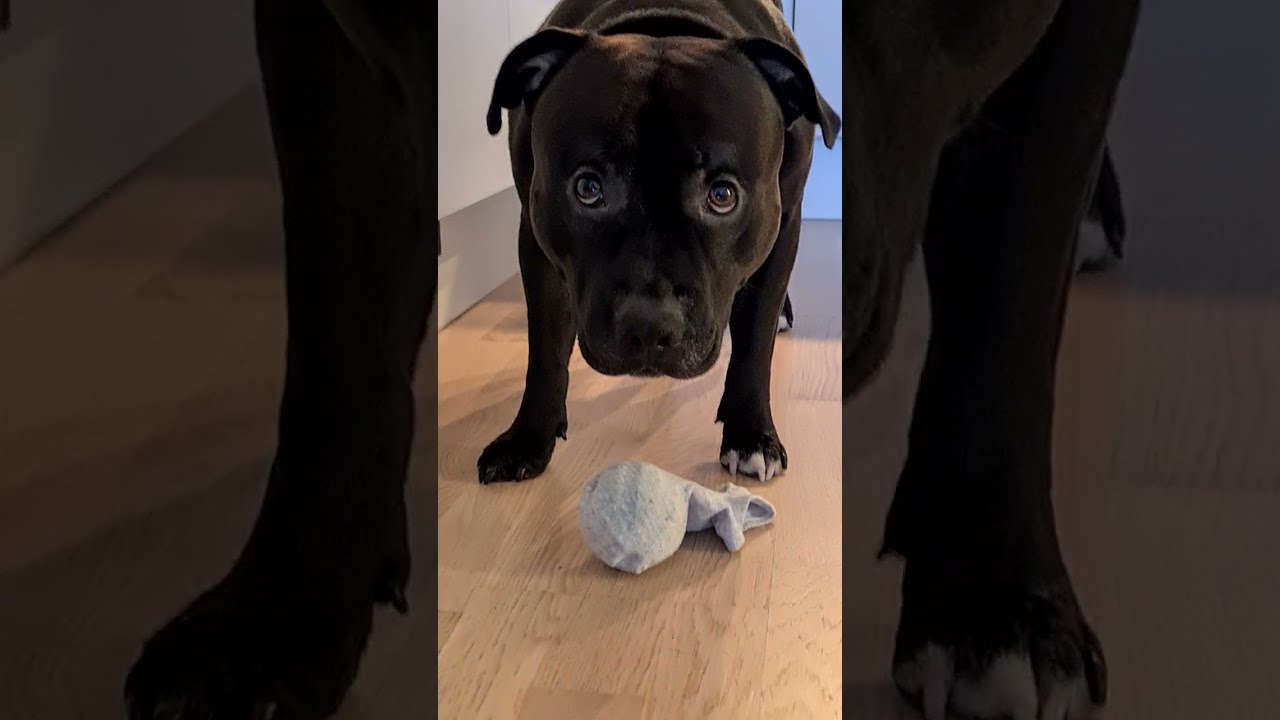 Staffordshire Bull Terrier Guilty Face 😄😆 #staffordshire #funnyanimals ...