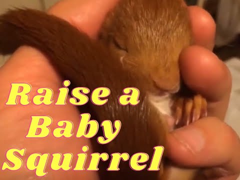 Raising A Baby Squirrel By Hand A Childhood Dream | Fifa | Animal ...