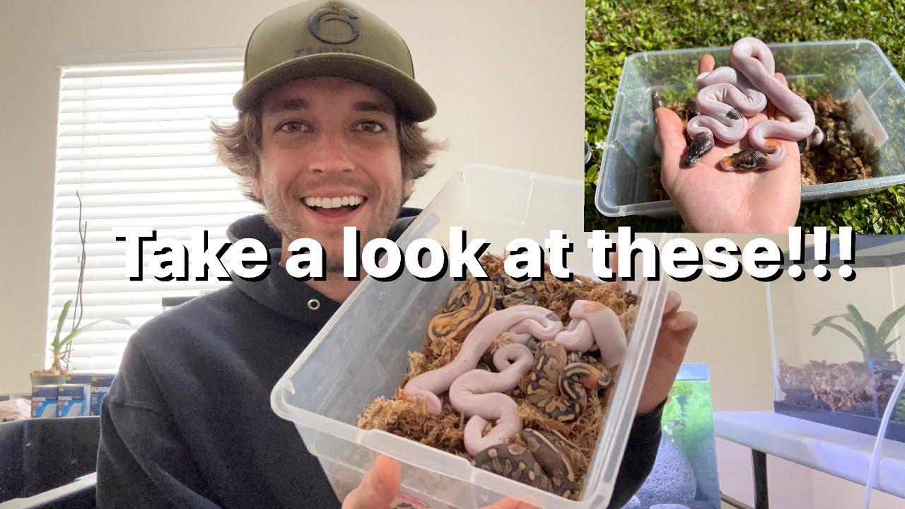 Crazy ballpython clutch update! - YouTube