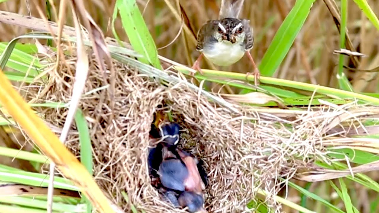 Amazing of Lake - The Cuckoo bird baby eat food on nets - YouTube