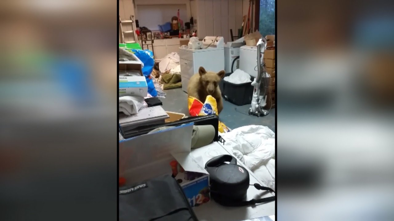 Watch Woman Talk to Bear Who Snuck Into Her Garage to Eat Dog Food ...