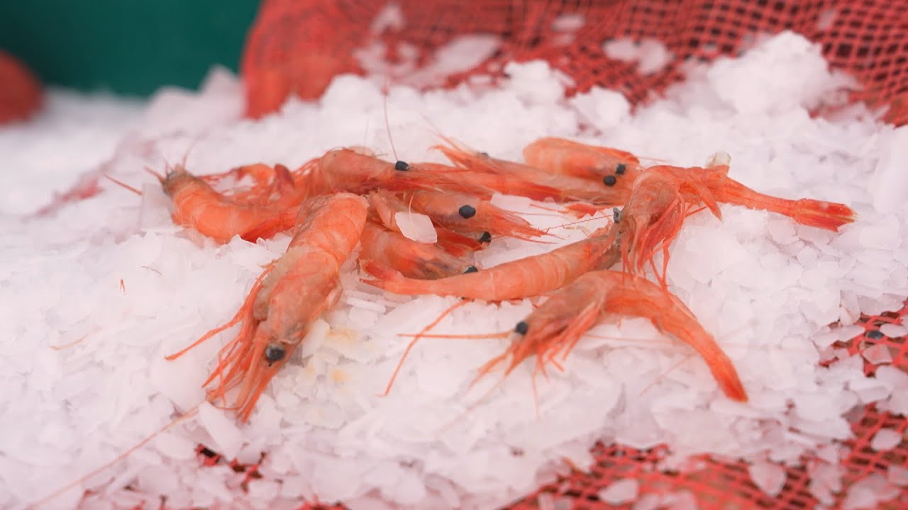 La semaine verte | La crevette nordique à son plus bas - YouTube