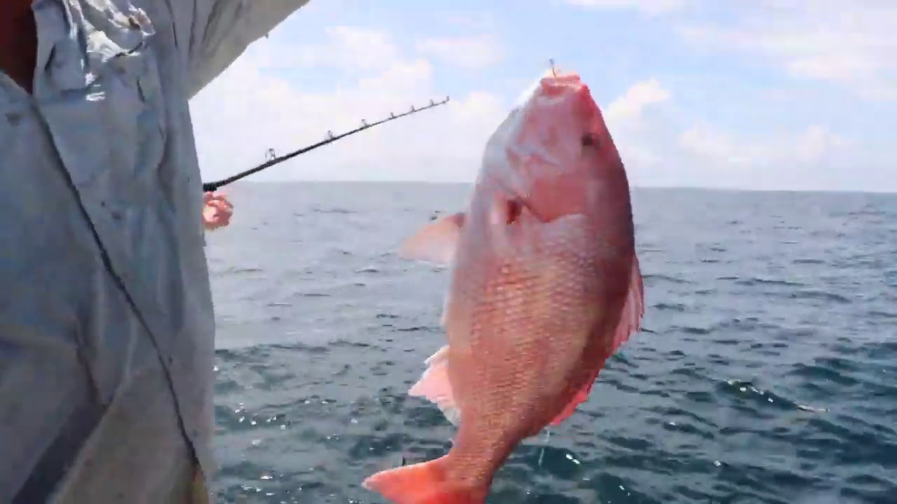 Red Snapper Fishing In the Gulf of Mexico - YouTube