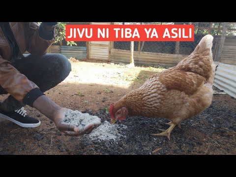 Umuhimu wa Jivu kwa Kuku | Tiba ya Asili Wafugaji Wengi HAWAJUI