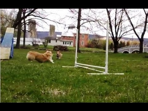 Dogs Stacking technique - YouTube