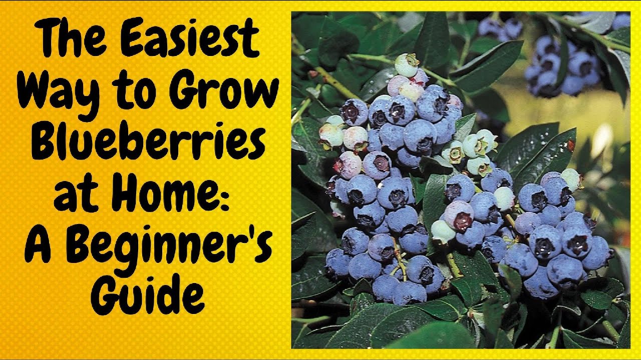 The Easiest Way to Grow Blueberries at Home A Beginner's Guide - YouTube