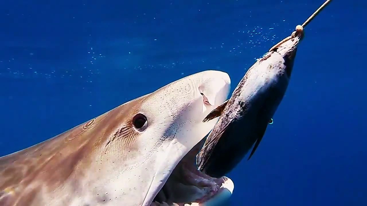 Shark Addicts Experience SharkAddictsDiving com - YouTube