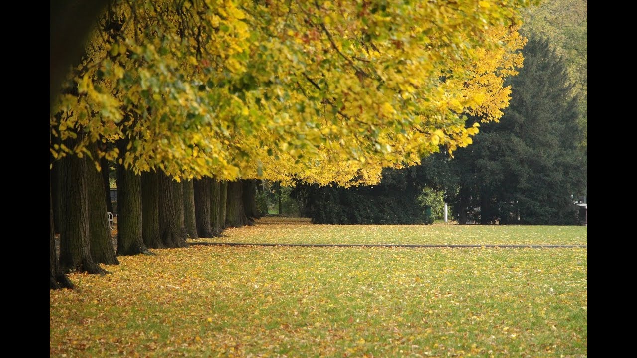 Park Wilsona Poznań jesień 2013 - YouTube