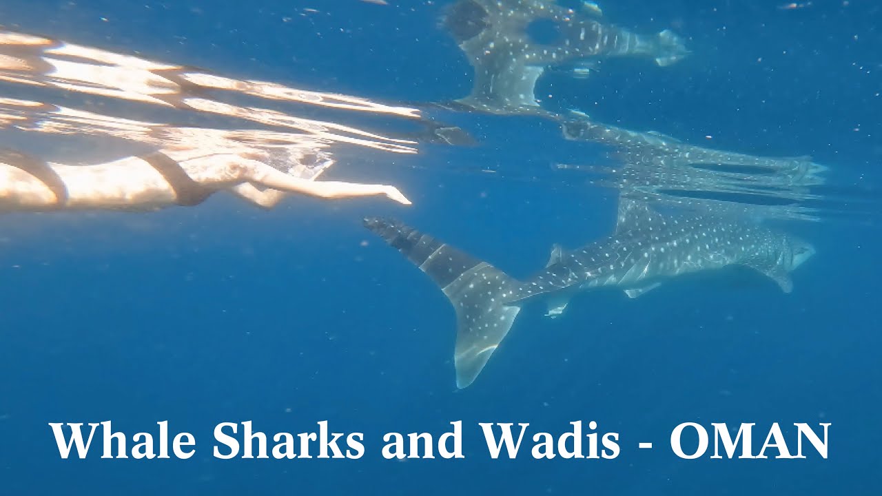 Wild Swimming Guide, Muscat, Oman - Whale sharks and Wadis (Daymaniat ...