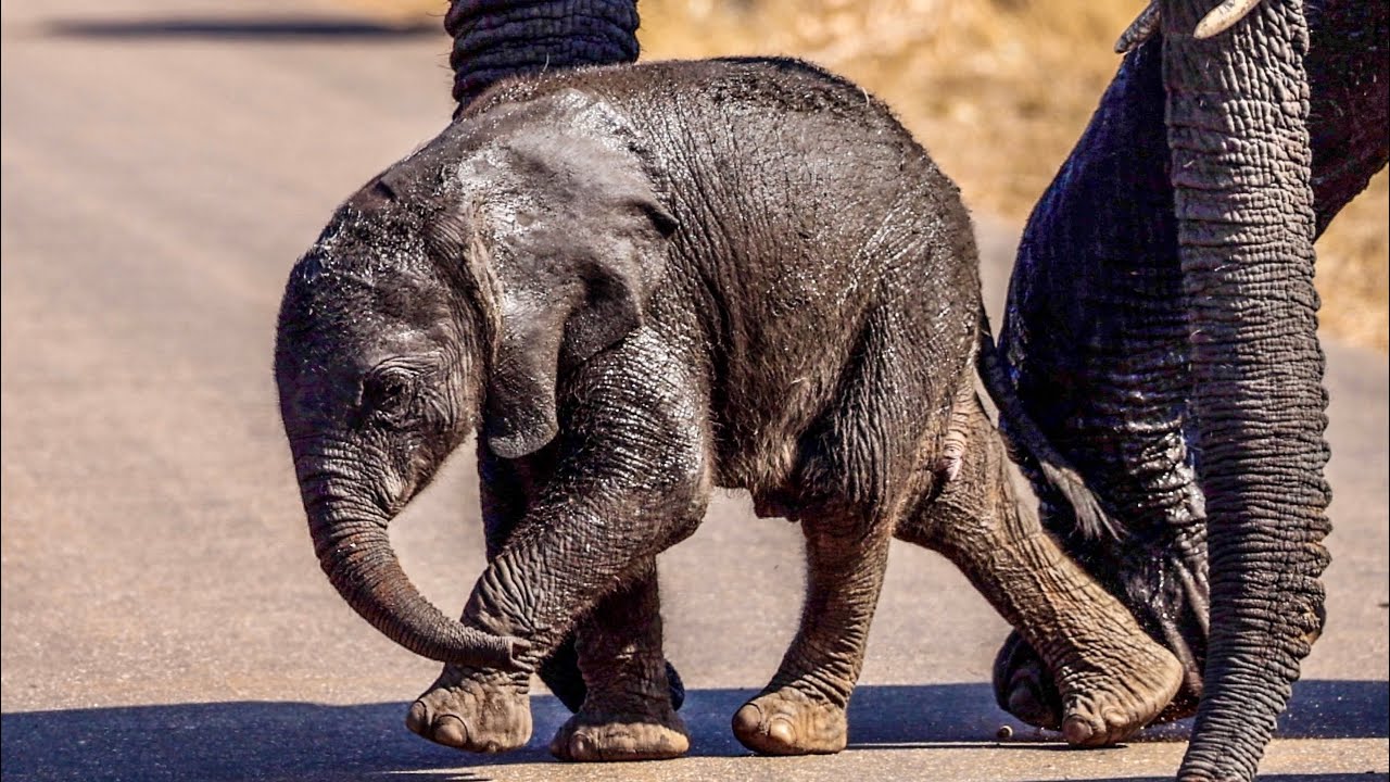 Tiny Elephant Girl falls down - YouTube