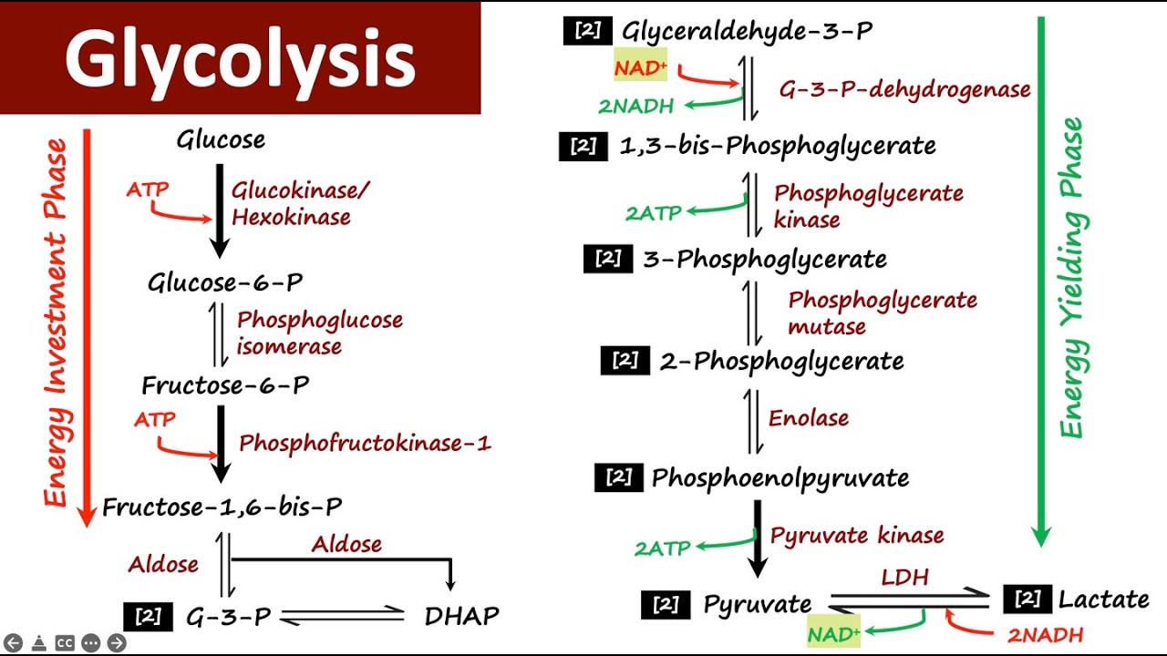 Pyruvate Kinase Glycolysis