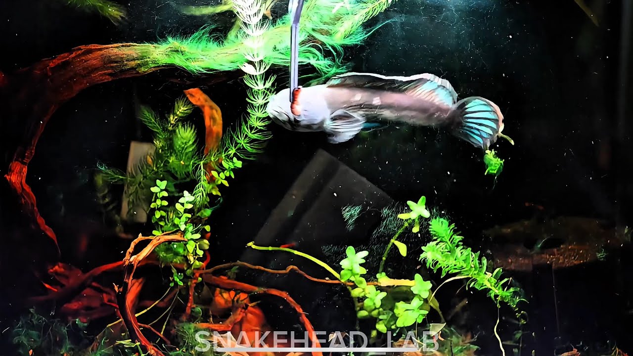 Channa Stewartii (Golden Snakehead) Pair Feeding Time - YouTube