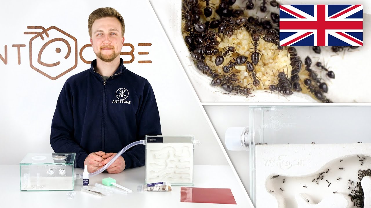 ANTCUBE Starter Kit Gypsum for ants - YouTube