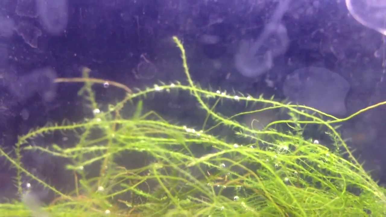 Stringy Moos - Leptodictyum riparium - YouTube