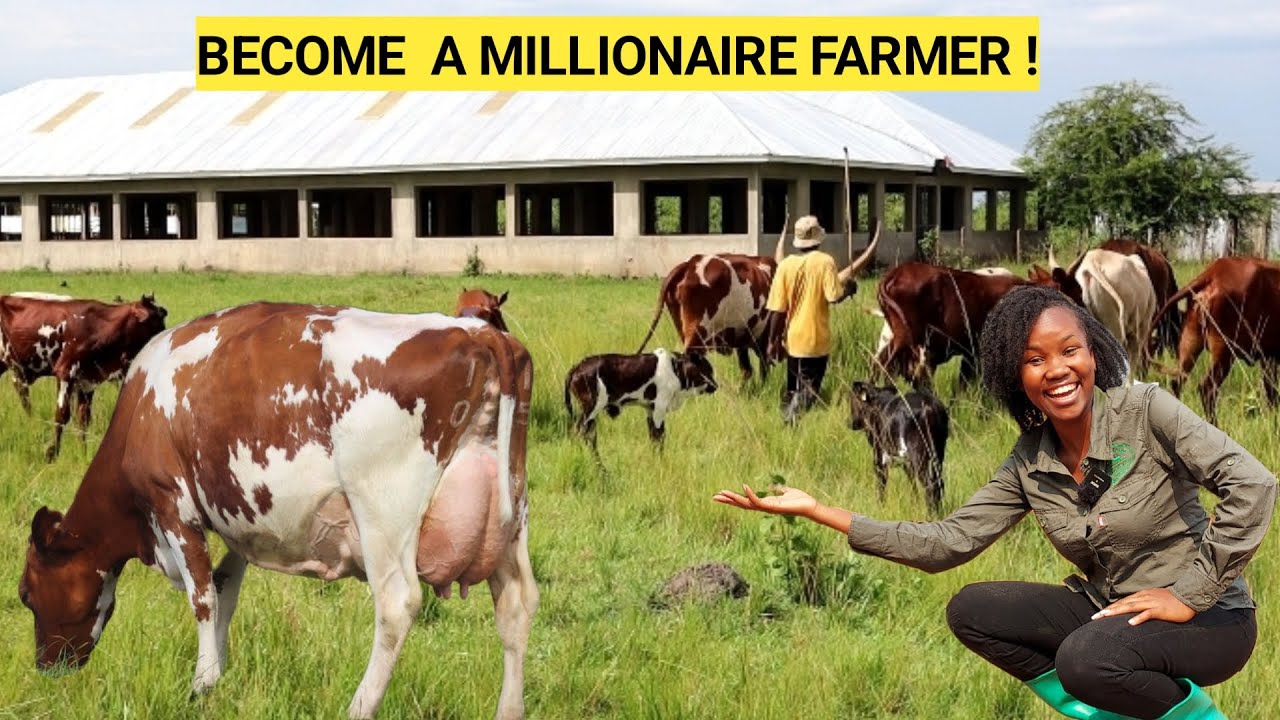 Starting A Profitable Cattle Farm Business! | Location, Treating Calves ...