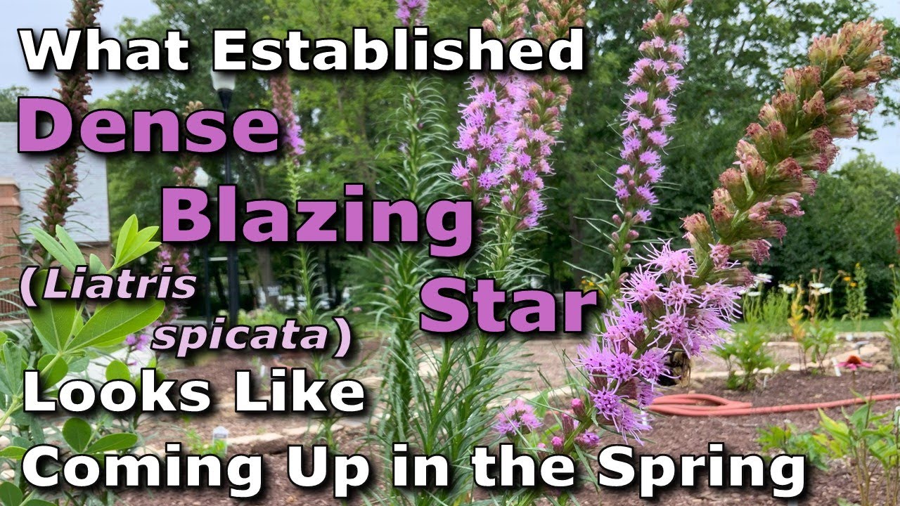 What Established Dense Blazing Star (Liatris spicata) Looks Like Coming ...