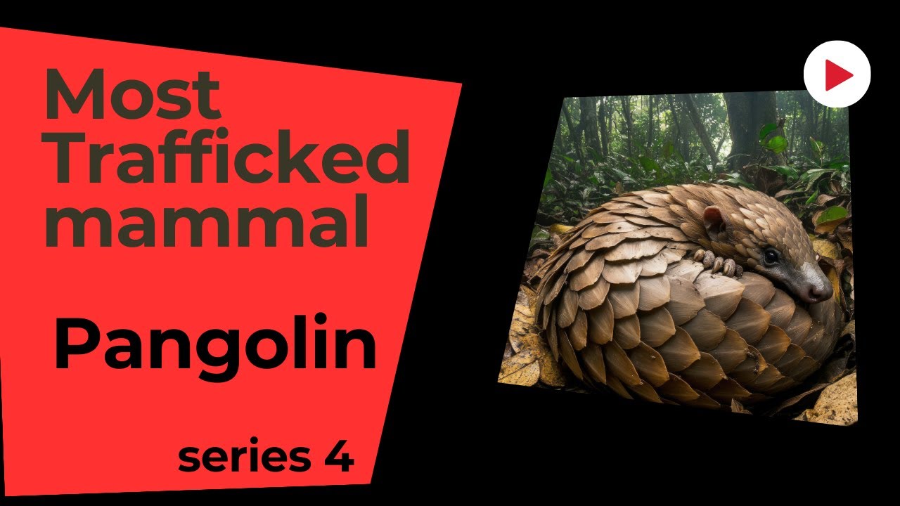"Pangolin Documentary | The Mysterious Scaly Mammal of the Night" # ...