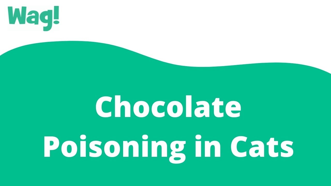 Chocolate Poisoning in Cats | Wag! - YouTube