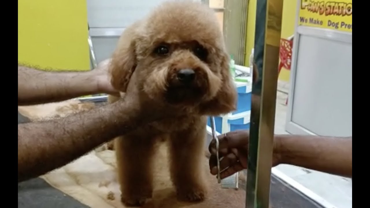 Poodle Puppy Grooming Hair Cut,Bath,Spa | (Paws Station Kolkata) - YouTube