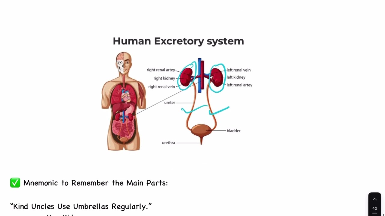Excretory Organs Premium Vector | Illustration Of Human Excretory