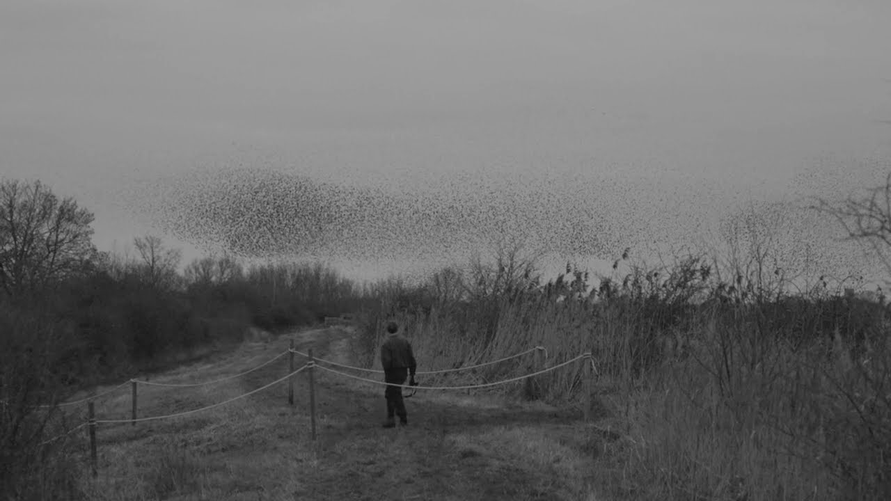 'Murmurations' by Billy Barraclough and Lue Mac - YouTube