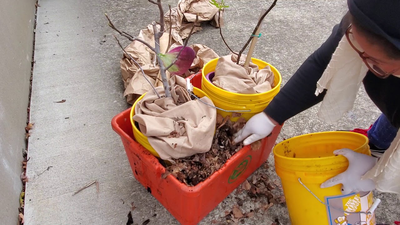 OVERWINTERING FIG TREES/ USE WHAT YOU HAVE/BEGINNER - YouTube