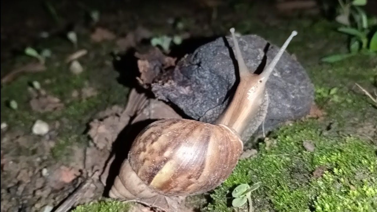 siput darat snails - YouTube