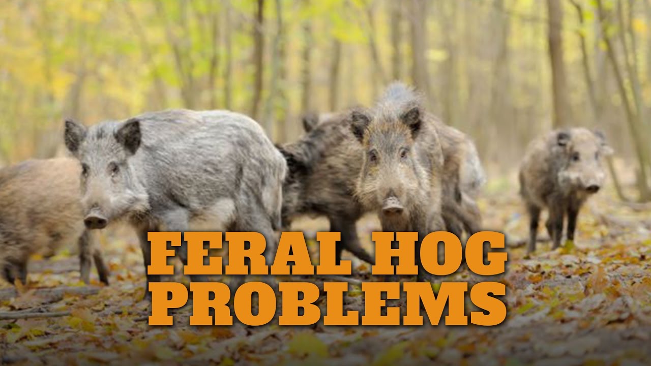 Feral Hog Problems - YouTube