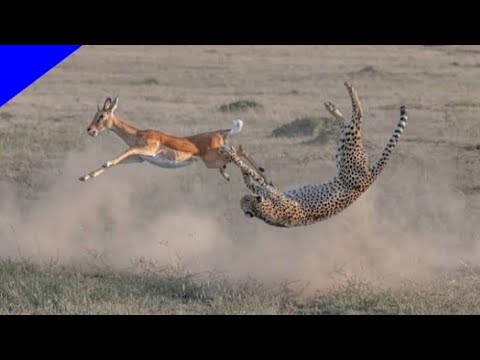 Cheetah Chasing His Prey Compilations - YouTube