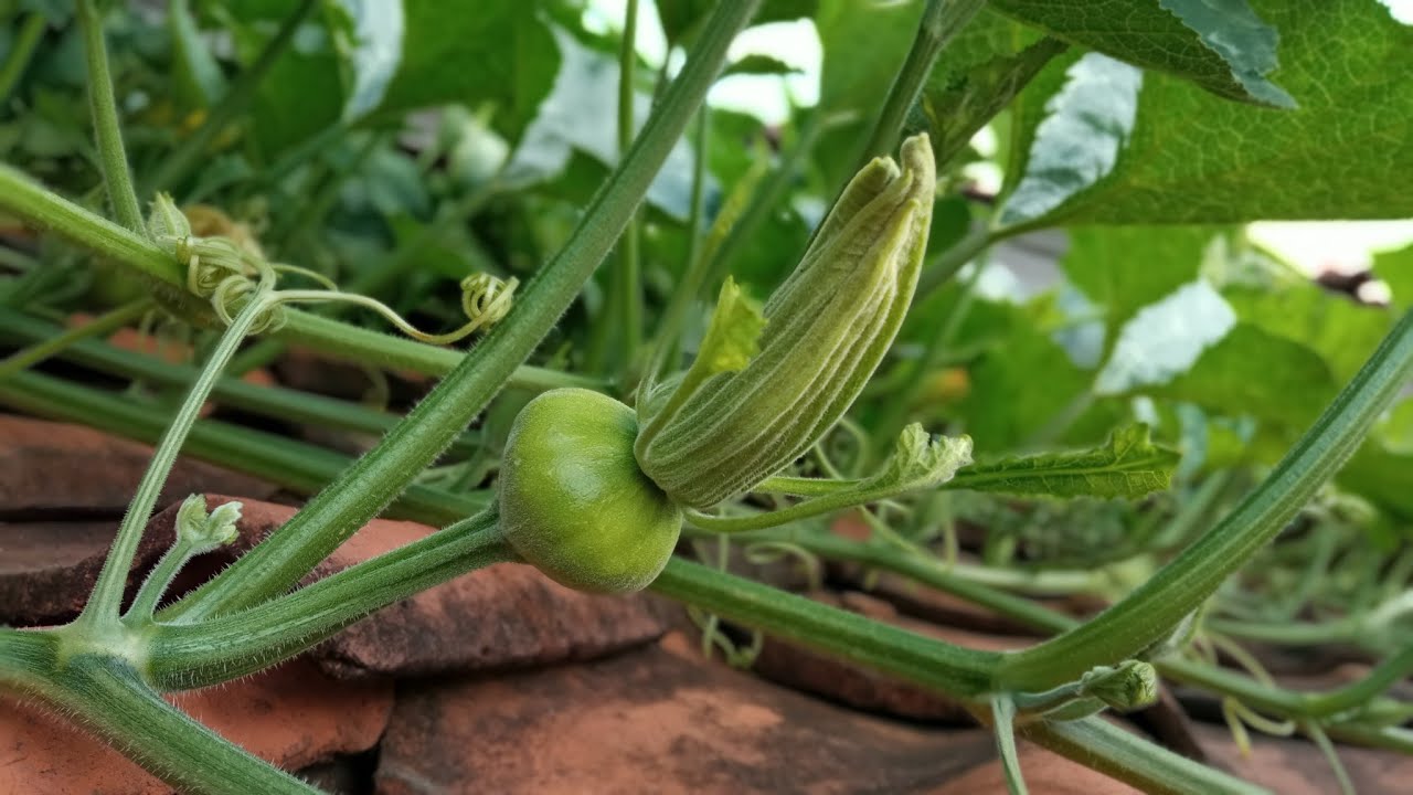 Pemanfaatan tanaman sayur labu liar untuk dimasak buah dan daunnya ...