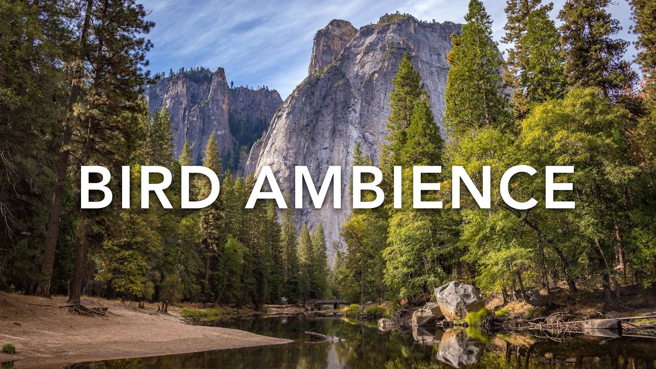 Nature Ambience | Sound Effect (Copyright Free) - YouTube