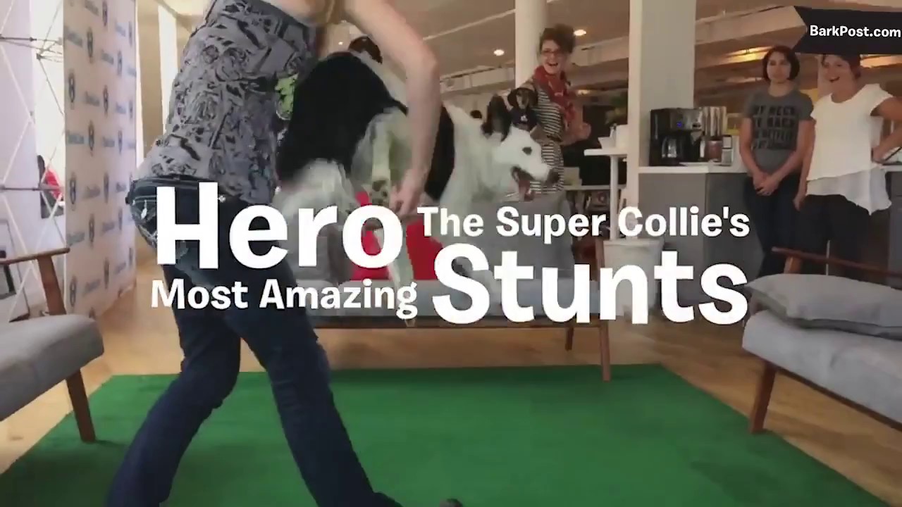 Hero The Super Collie's Totally Amazing Stunts - YouTube