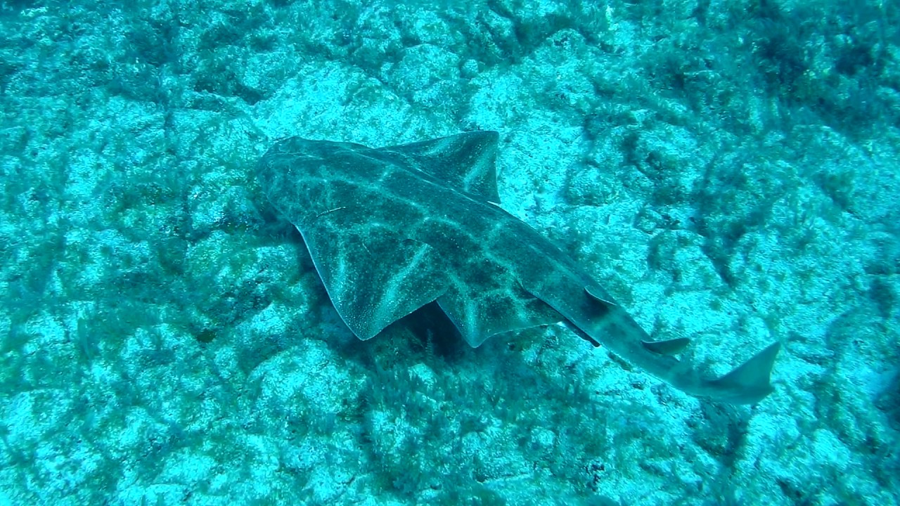 Espectacular e impresionante tiburón angelote en los fondos de tenerife ...