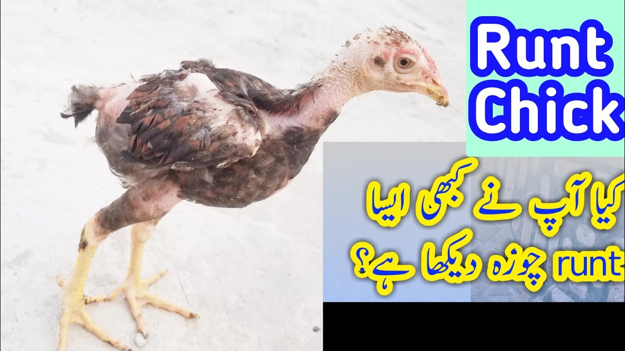 What is a Runt Chick? - YouTube