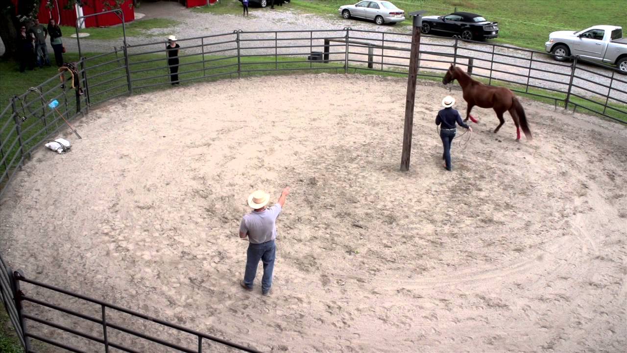 Horizon View Farms: About our Paso Fino Horses - YouTube