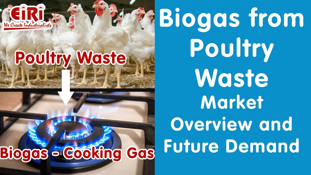 Biogas from Poultry Waste - YouTube