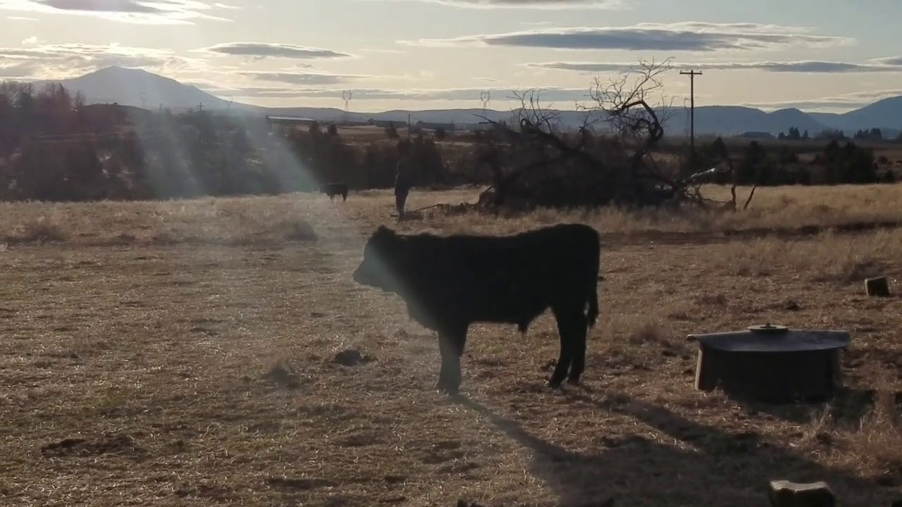 Working Calves - YouTube