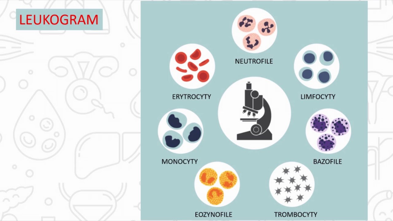 Rozmaz krwi (leukogram- preparat Arnetha Schillinga) - YouTube