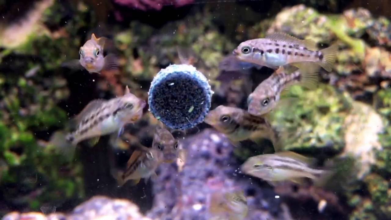 Baby cichlids - 2 months and 3 weeks - shot on 4K iphone - YouTube