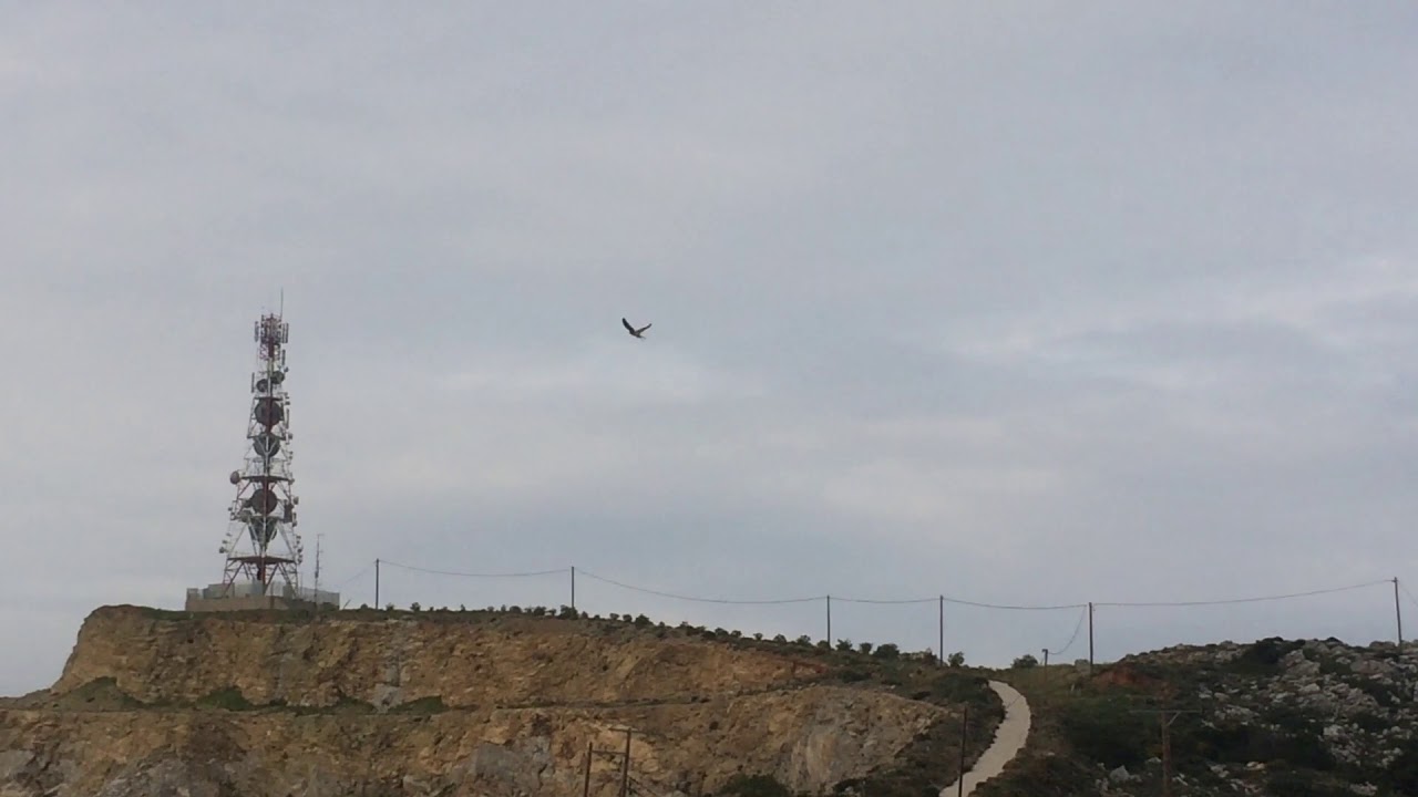 Female European Kestrel. Drone training, NO WIND!! - YouTube