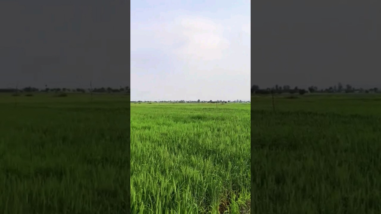 Chane ke khet me. #youtubeshorts #fullmasti #song - YouTube