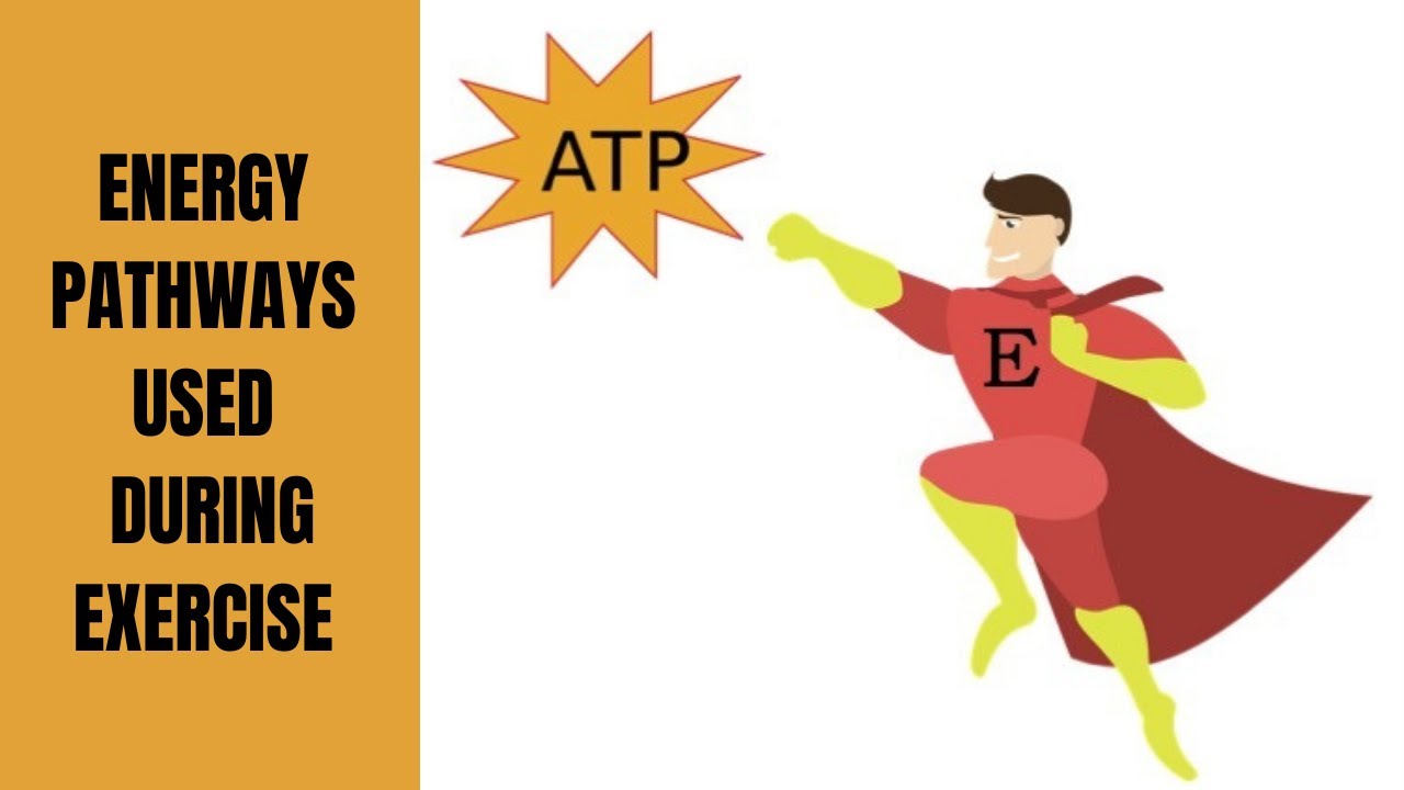 ENERGY PATHWAYS USED DURING EXERCISE, ATP - YouTube