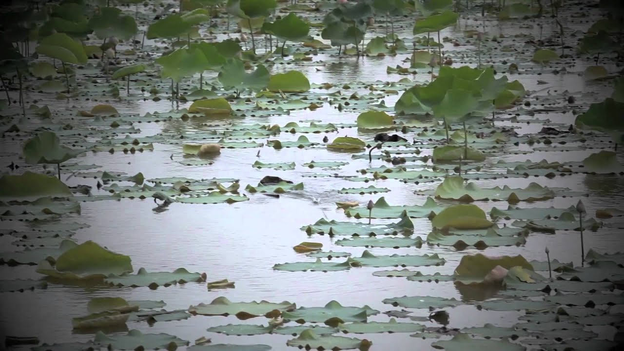 Lures Factory's Lotus Frog - Action Shots - YouTube
