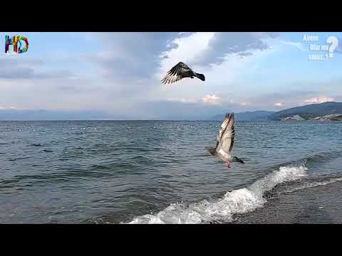 Güvercinler Yavaş Çekim  (Slow Motion) Dinlendirici video