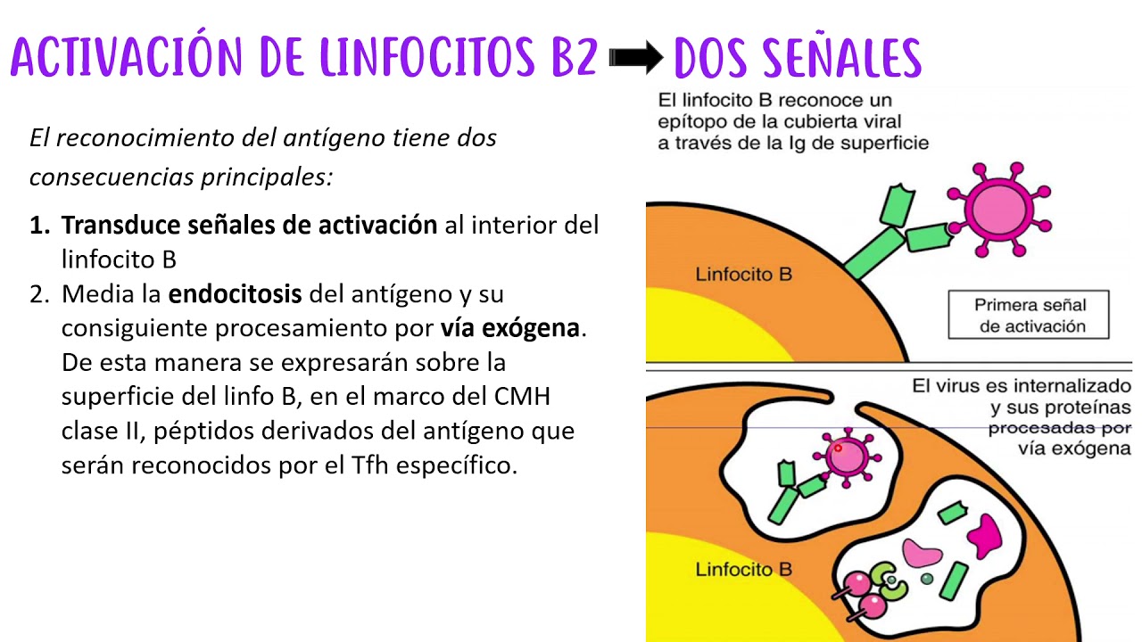 Linfocitos B - YouTube