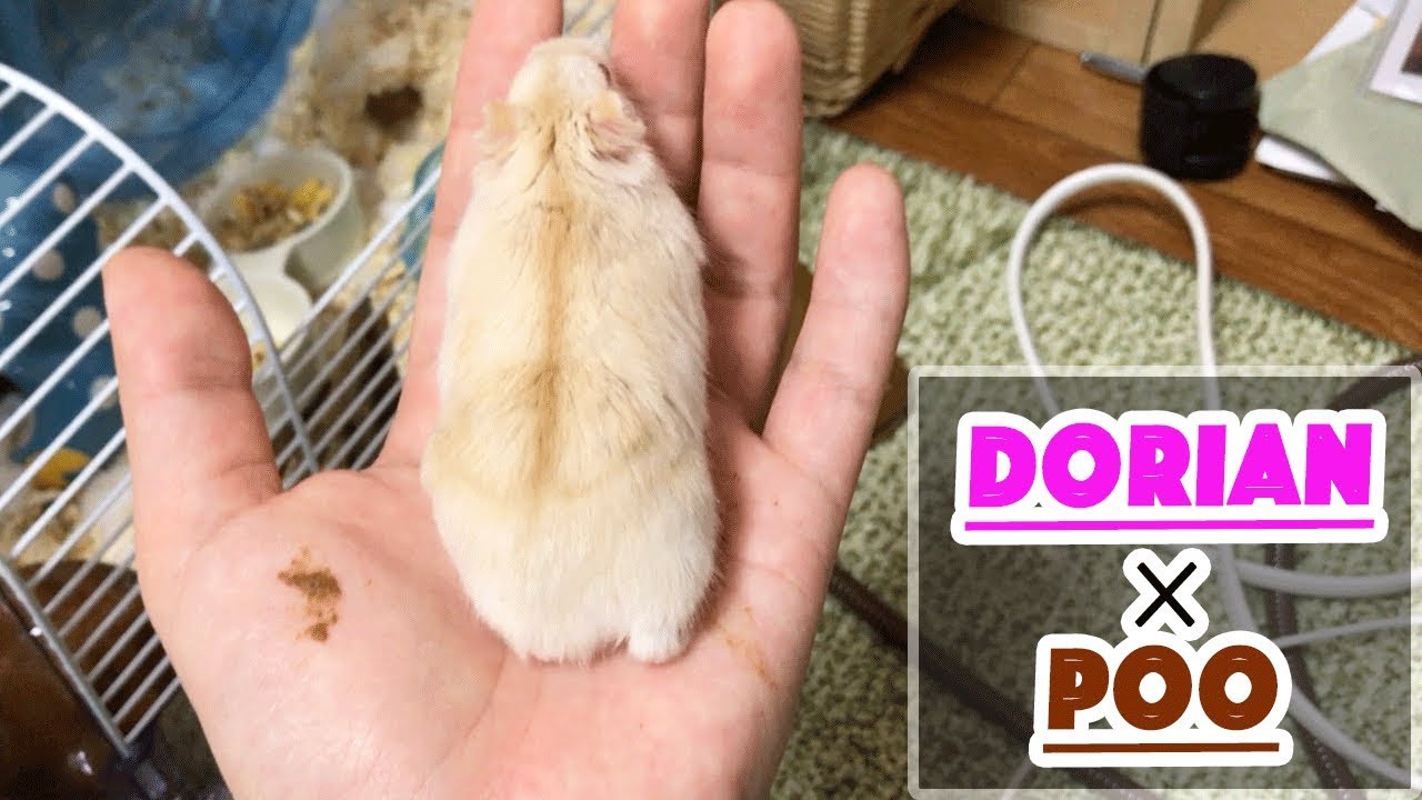 hamster's poo / ハムスターのうんち - YouTube