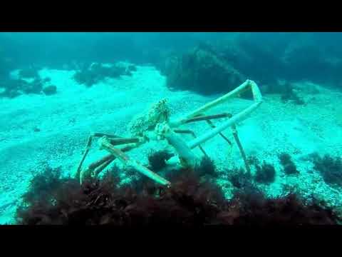 kepiting laba-laba jepang - YouTube