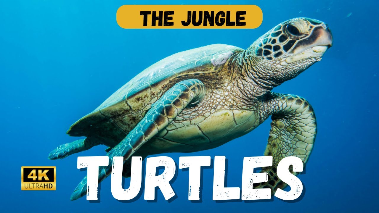 The History of Turtles: A Journey Through Time - YouTube