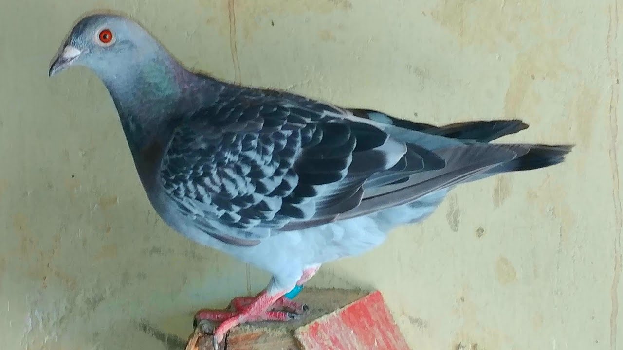 Youngster Racing Pigeon | Star Loft - YouTube