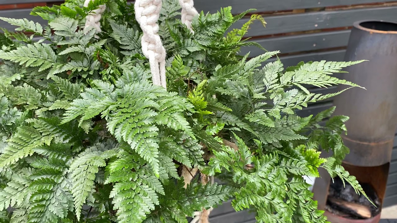 30cm Hare's Foot Fern Hanging | Humata Tyermanii | 17cm Pot | 30cm ...